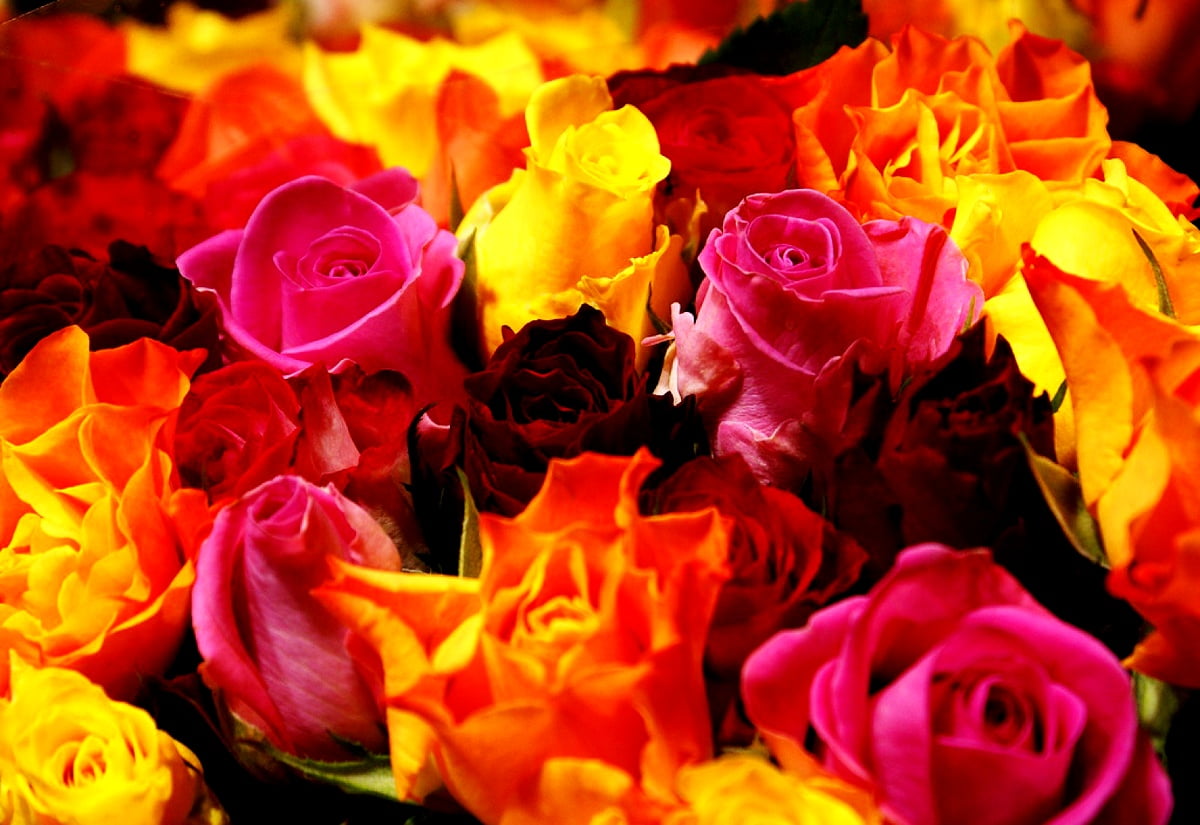 230+ Rose Hintergrundbilder HD | Kostenlose Bilder