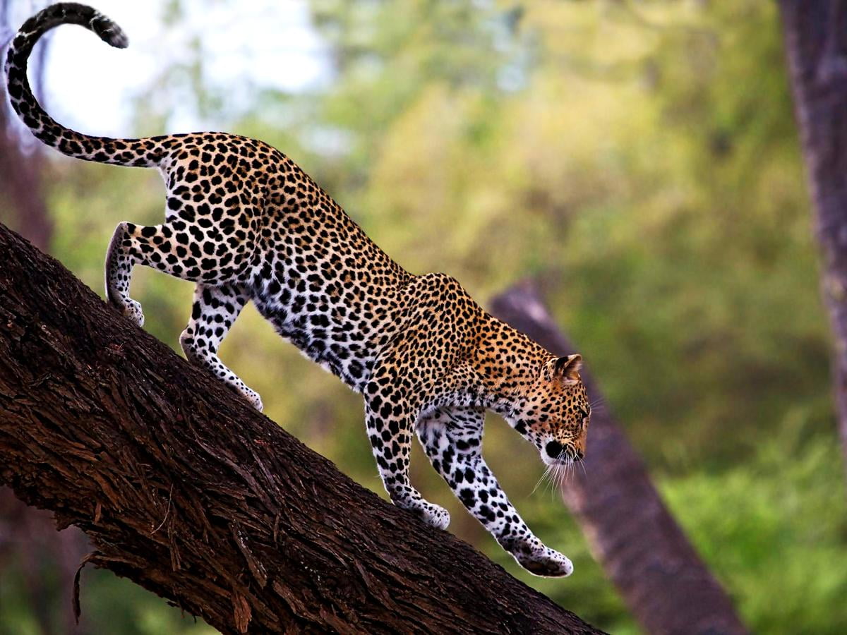20+ Afrikanischer Leopard Hintergrundbilder HD | Kostenlose Bilder