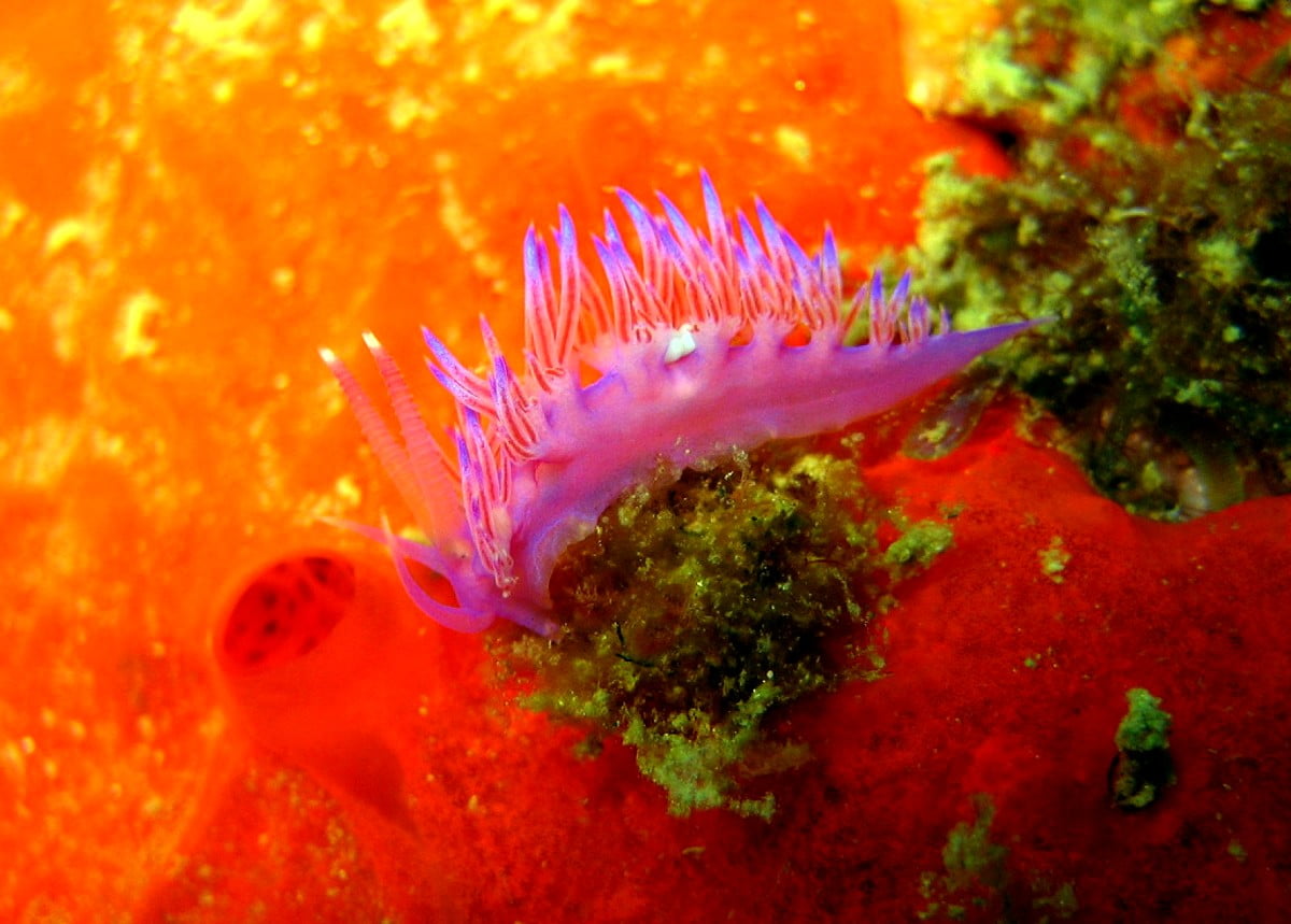 Weichtiere, Riff, Aquarium Wallpaper | Download freie Wallpapers