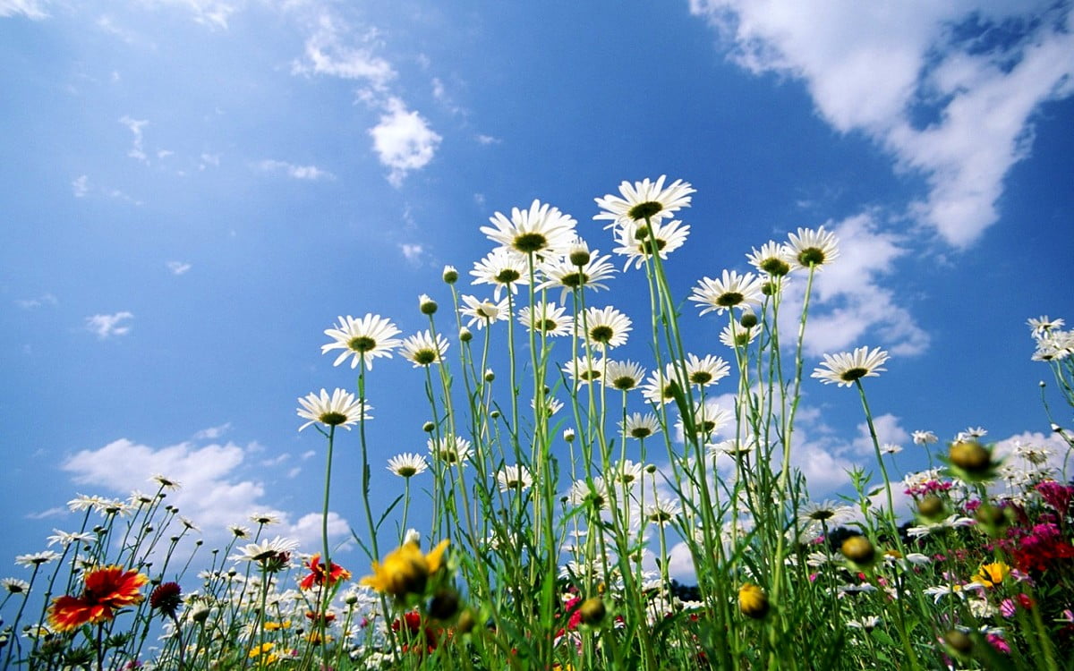 Makroblume, Natur, Blumen Bild | TOP kostenlose Fotos