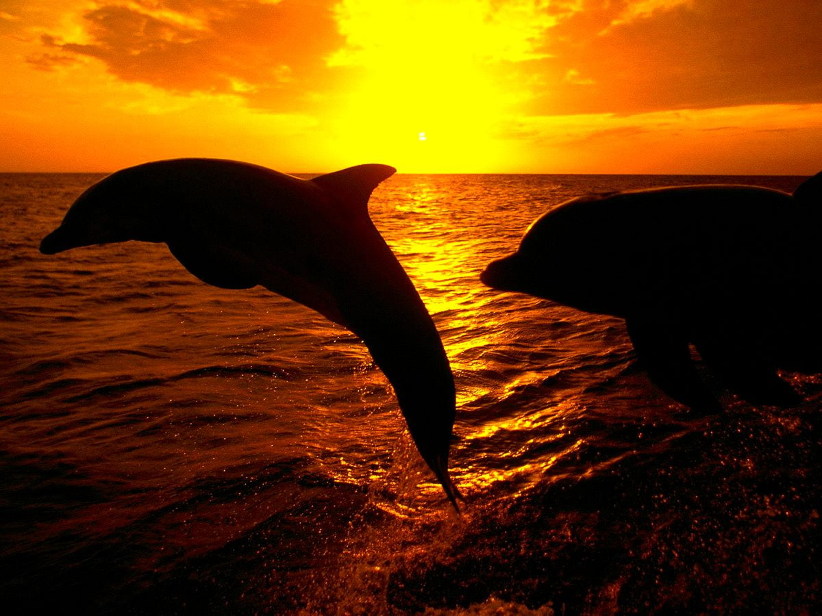 100+ Delfin Hintergrundbilder HD 🔥 Kostenlose Bilder