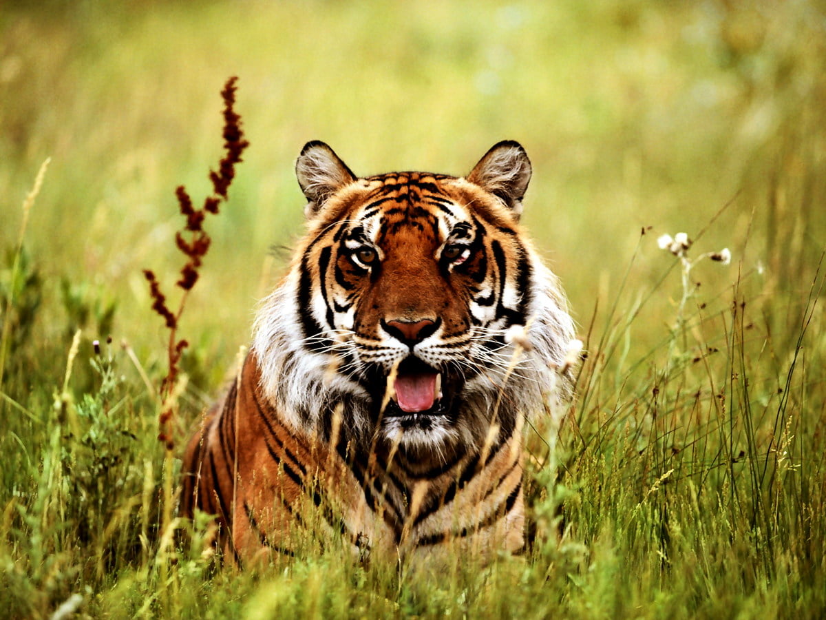Bild Tiger, Tierwelt, Bengalischer Tiger | Beste freie Bilder