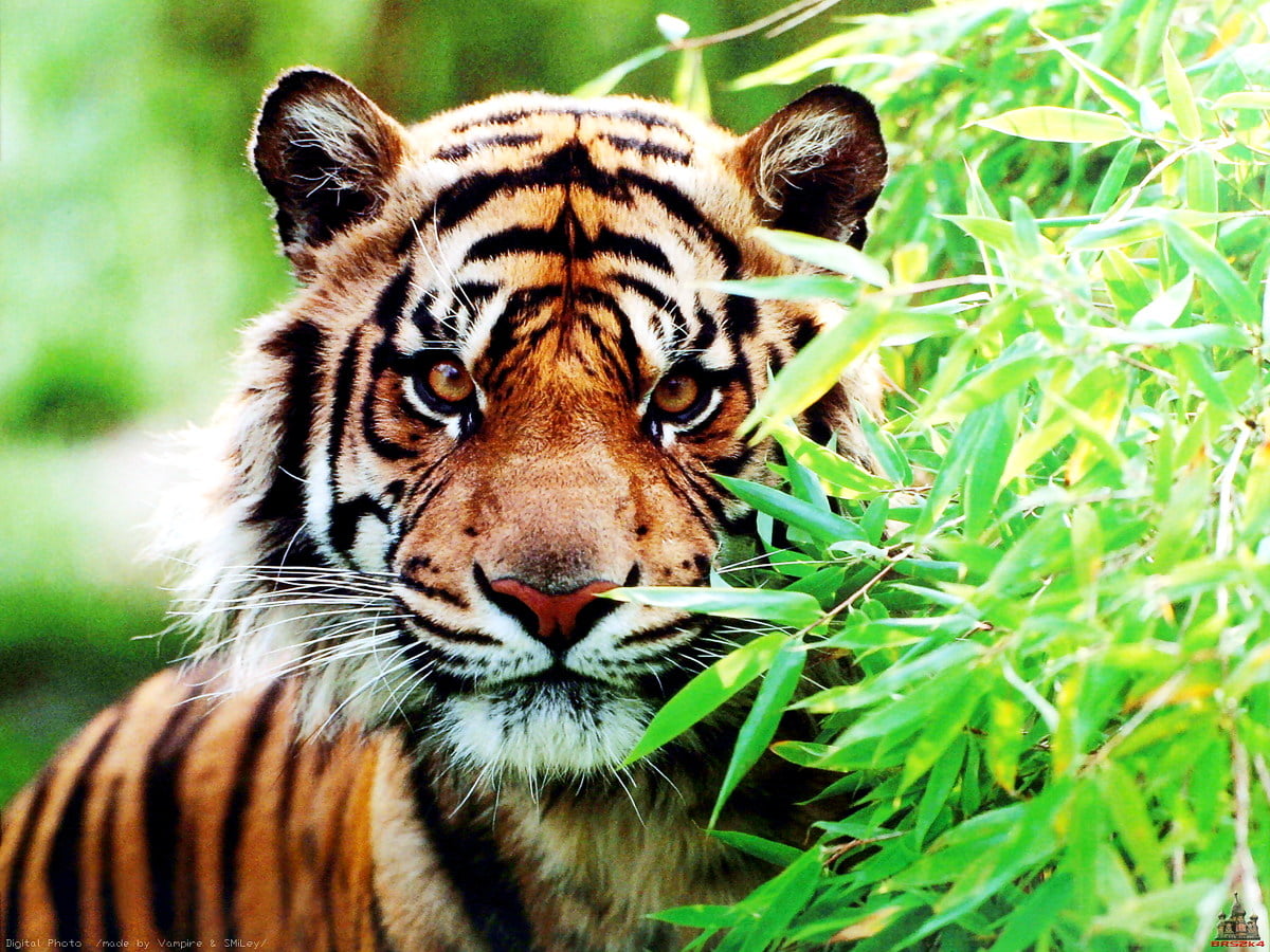 Cooles Tiger, Tierwelt, Bengalischer Tiger Hintergrundbild | TOP ...