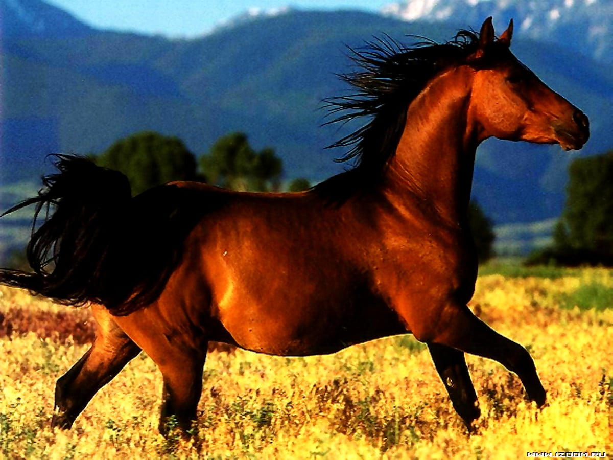 100+ Hintergrundbilder PC Mustangpferd | Kostenlose wallpapers