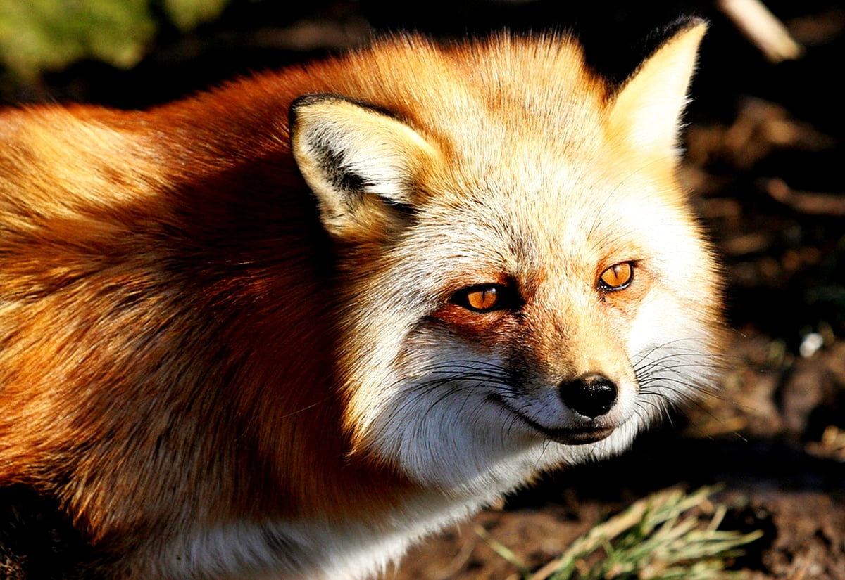 Fuchs, Roter Fuchs, Tiere Hintergrund | Download beste freie Bilder