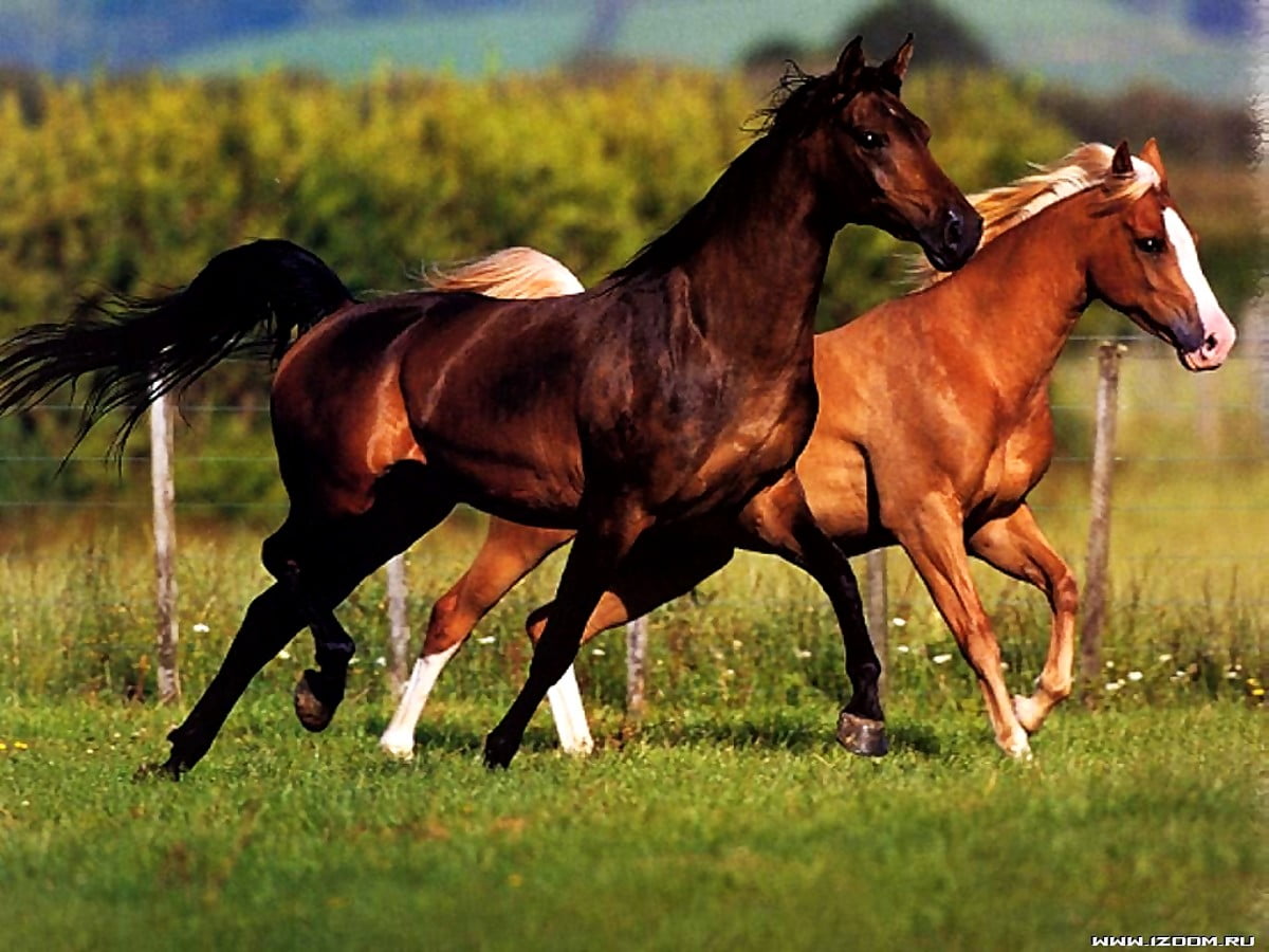 Schönes Pferd, Hengst, Feld Hintergrundbild | Download beste freie ...