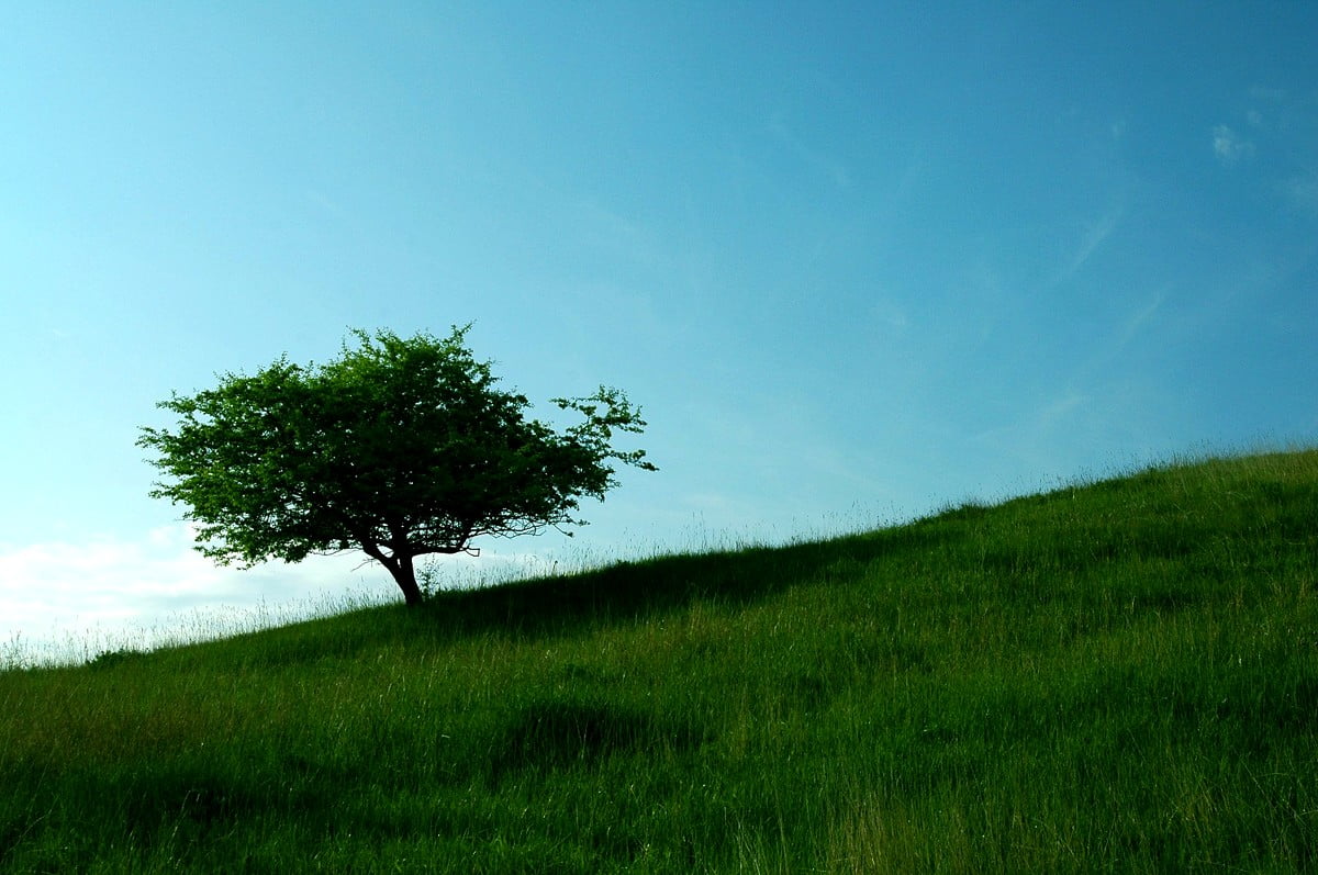 180+ 4K Hintergrundbilder Wiese | Kostenlose Bilder