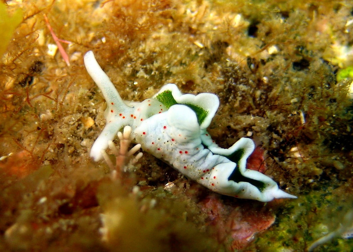 Weichtiere, Riff, Aquarium Wallpaper | Download freie Wallpapers