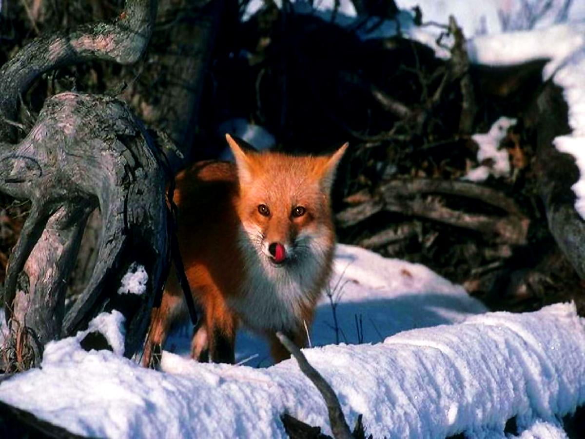 80+ Fuchs Hintergrundbilder HD | Kostenlose Bilder