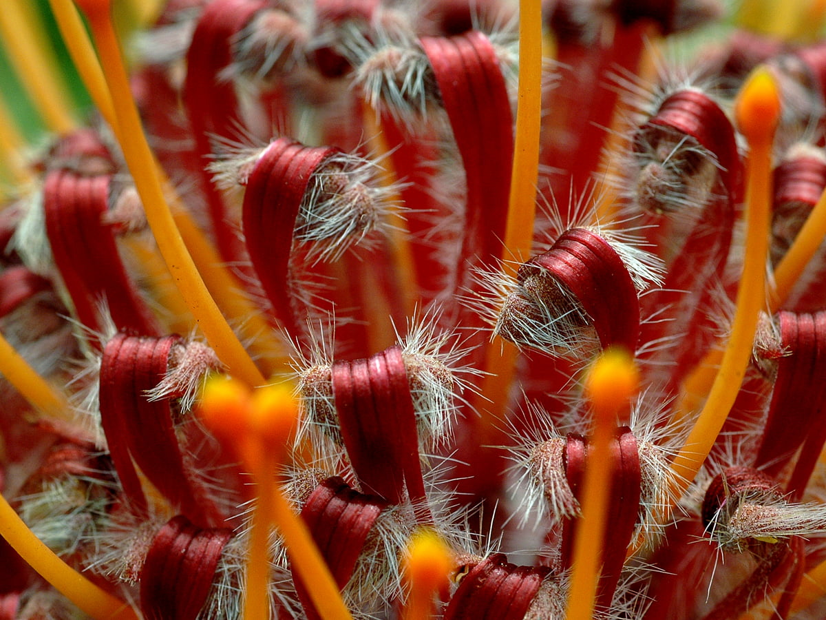 80+ Makroblume Hintergrundbilder HD | Kostenlose Bilder