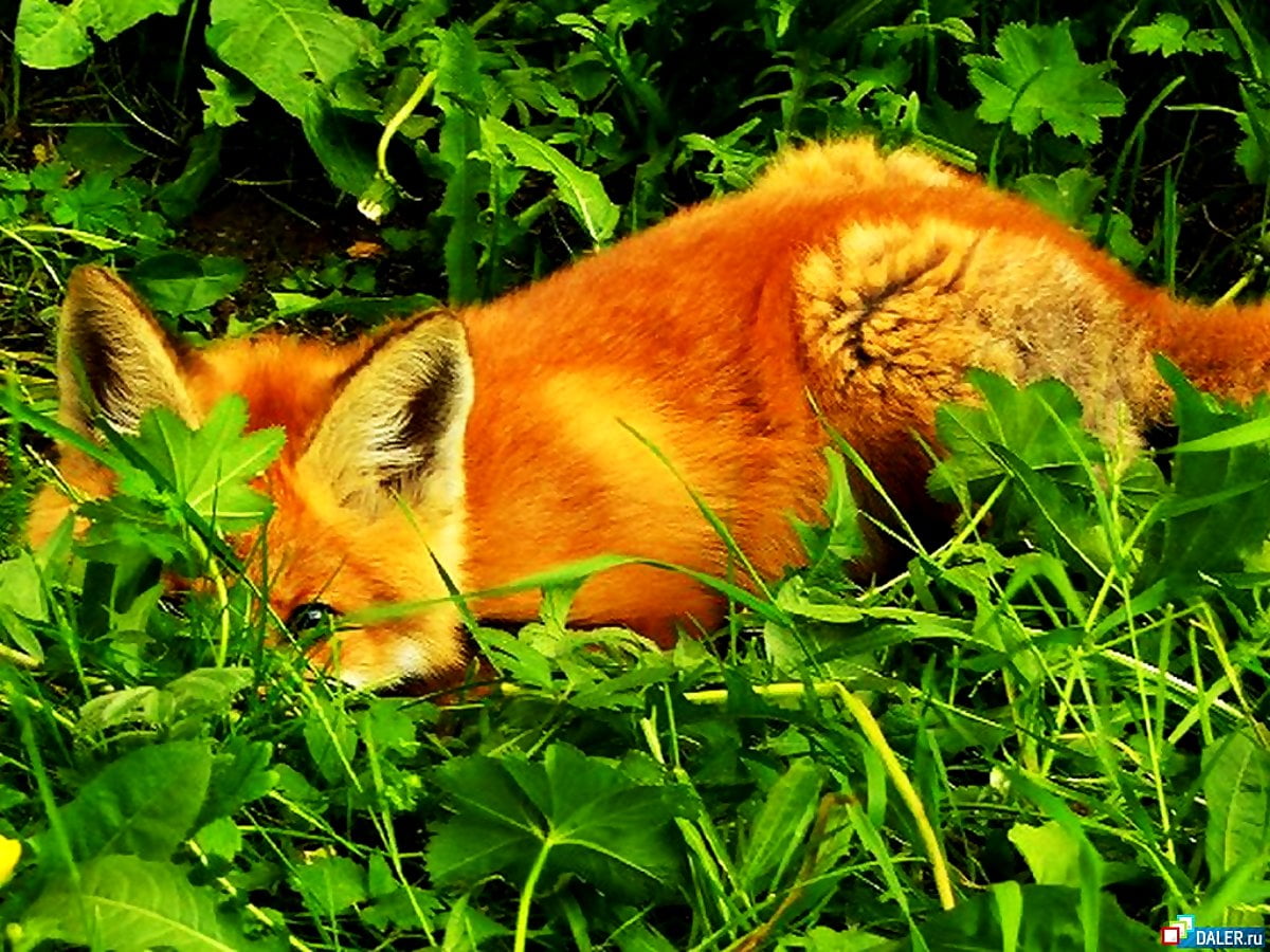 Fuchs, Roter Fuchs, Tiere Bild | Beste kostenlose Fotos
