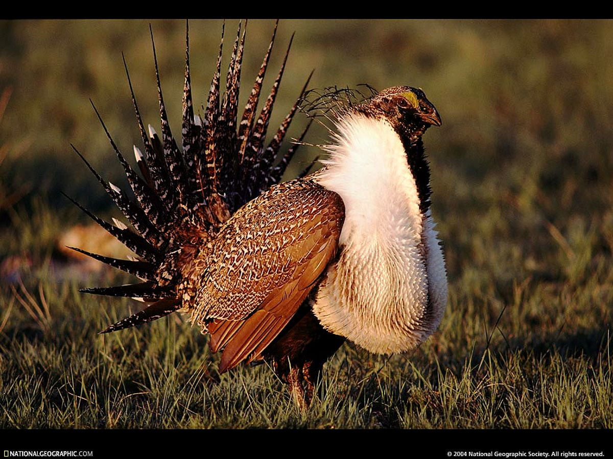 Foto Nat Geo, Vogel, National Geographic | Download kostenlose Fotos