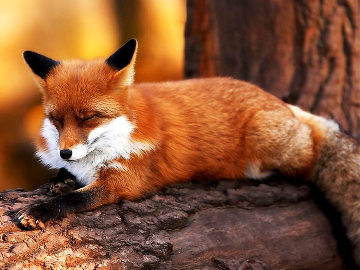 Minimalistisches Hintergrundbild Fuchs, Roter Fuchs, Tiere | Download ...