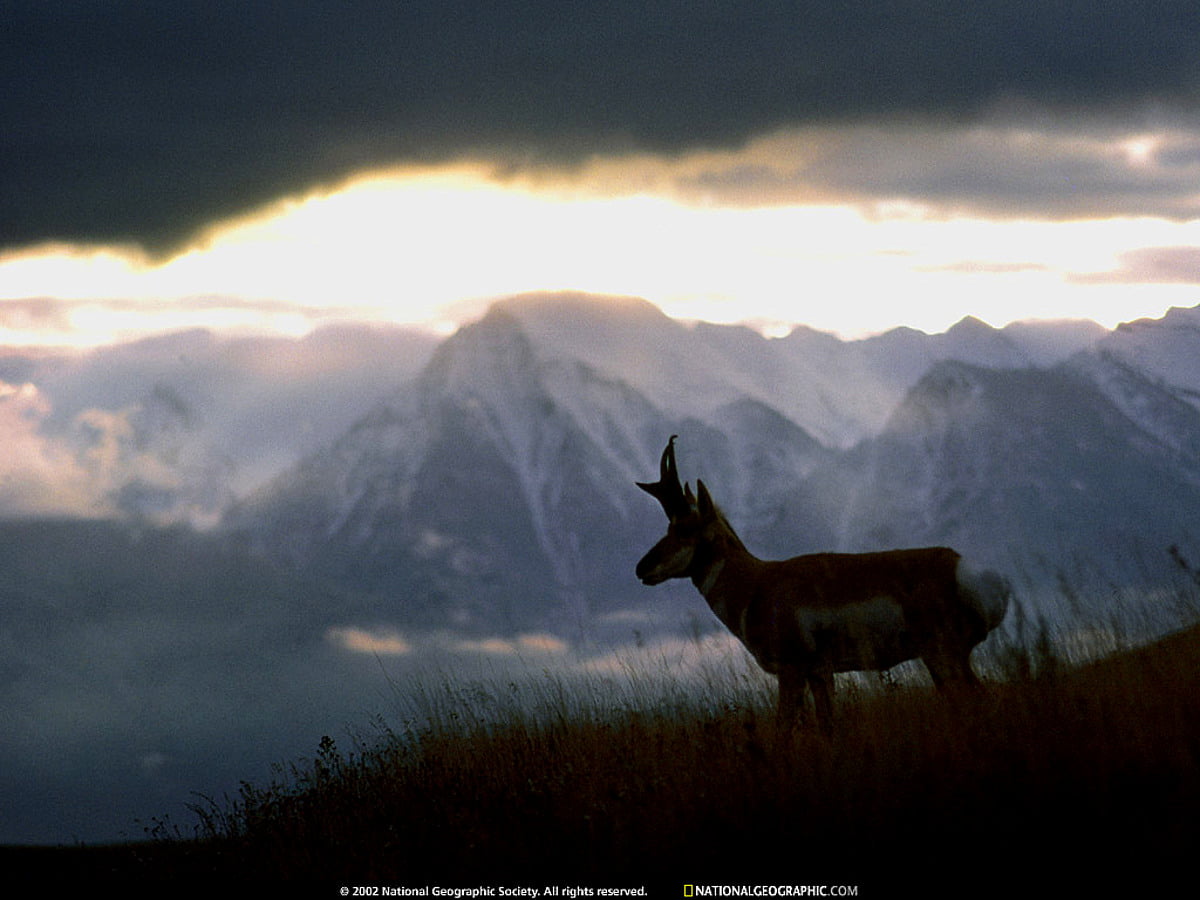 National Geographic, Nat Geo, Tierwelt Bild | TOP kostenlose Fotos