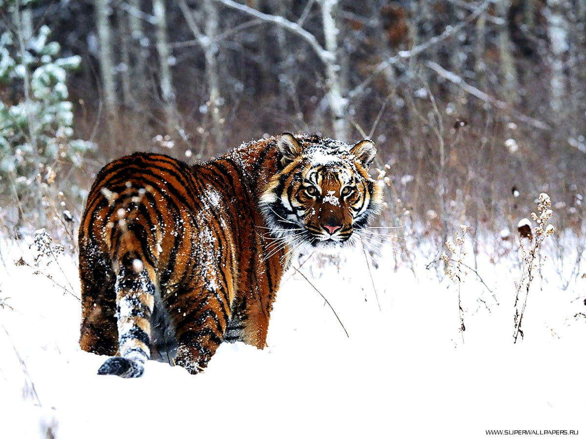 Tiger, Bengalischer Tiger, Sibirischer Tiger Bild | TOP kostenlose Fotos
