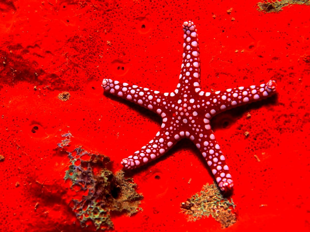 30+ Seestern Hintergrundbilder HD | Kostenlose Bilder