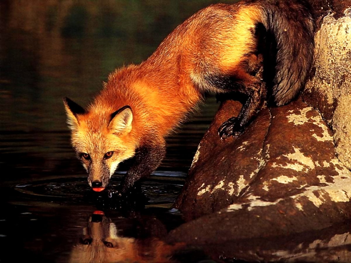 Hübsches Wallpaper Fuchs, Roter Fuchs, Tiere | Beste kostenlose Fotos