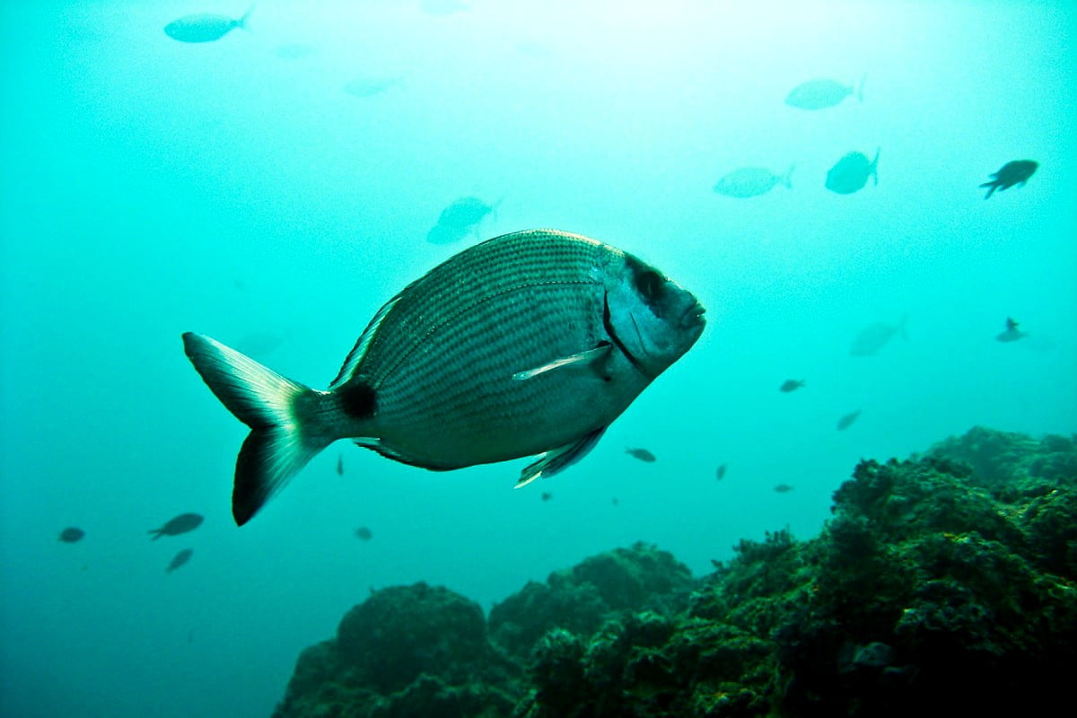 Hübsches Wallpaper Fisch, Unterwasserwelt, Bunter Fisch | Beste ...