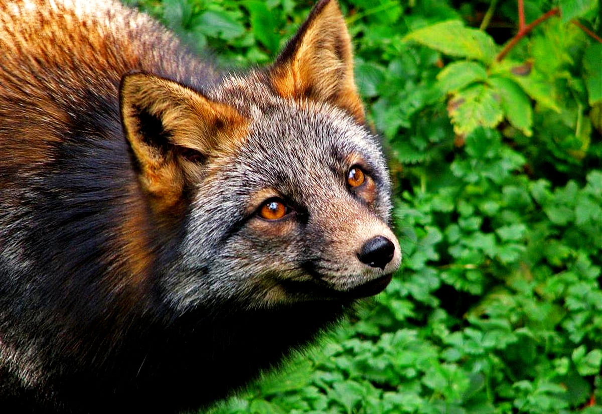 Hintergrund Fuchs, Roter Fuchs, Tierwelt | Kostenlose TOP Hintergründe