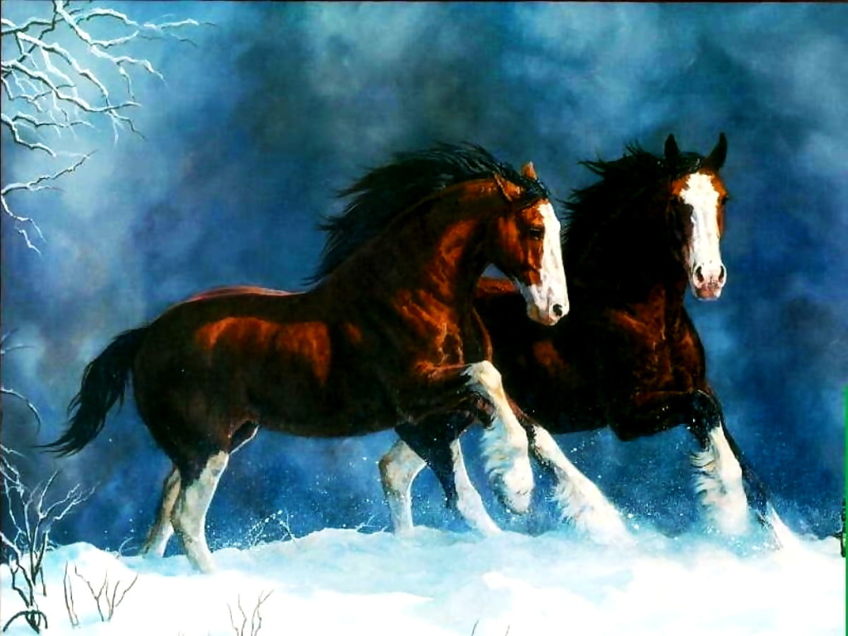 Hintergrundbild Pferd, Mähne, Tiere | Beste freie Wallpapers
