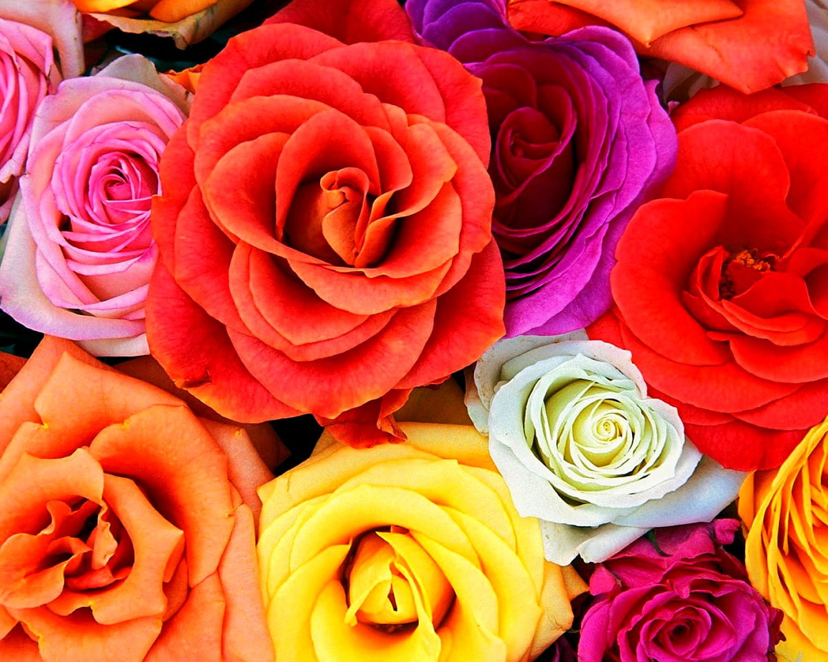 230+ Rose Hintergrundbilder HD | Kostenlose Bilder