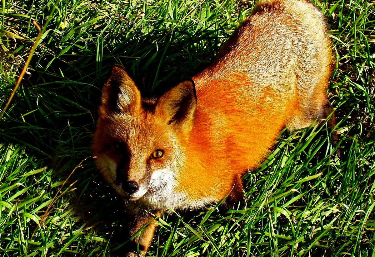 Fuchs, Roter Fuchs, Tiere Hintergrund | Beste kostenlose Bilder
