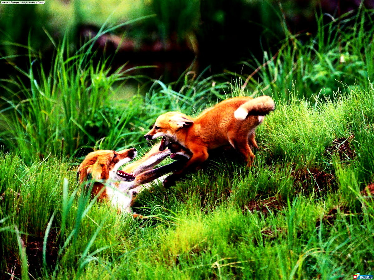 Bild Fuchs, Roter Fuchs, Tiere | Beste freie Bilder