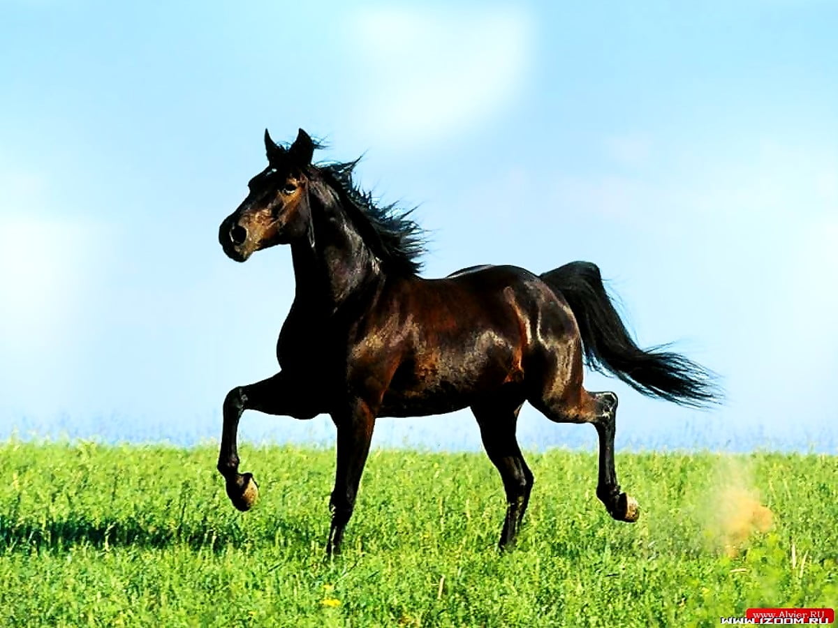 Pferd, Hengst, Mähne Hintergrund widescreen | Beste kostenlose Hintergründe