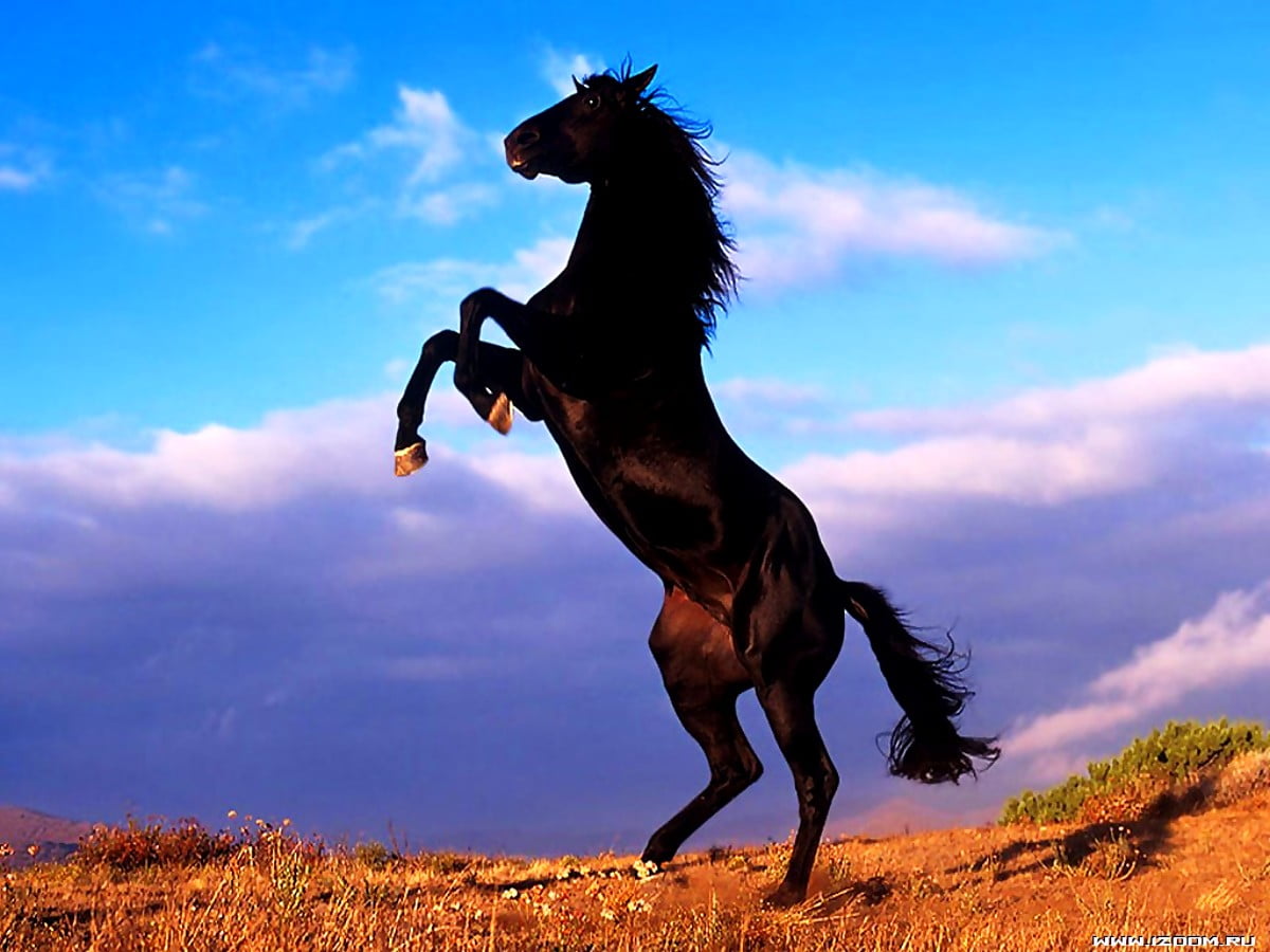 Cooles Hintergrundbild Pferd, Hengst, Mustangpferd | Download TOP freie ...