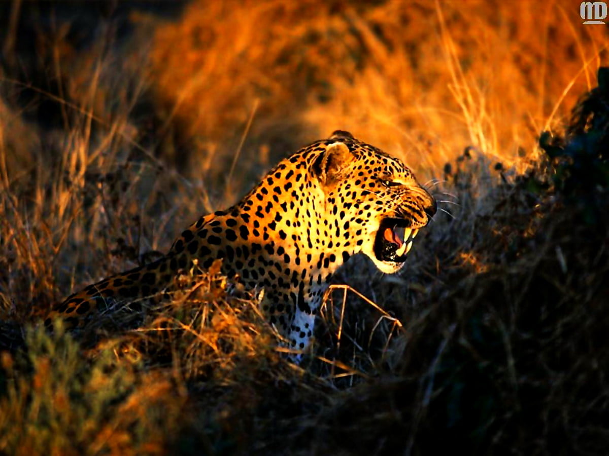 40+ Leopard Hintergrundbilder HD | Kostenlose Bilder
