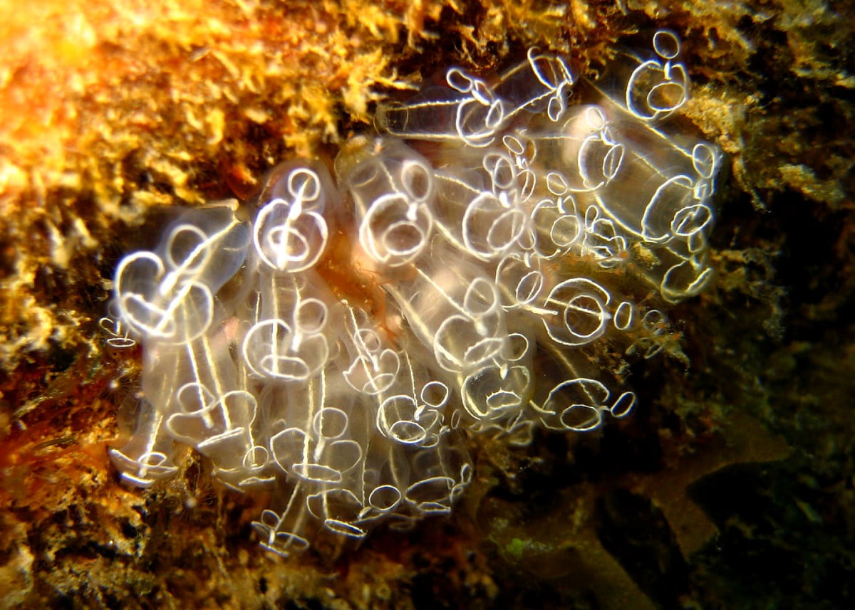 Hübsches Weichtiere, Riff, Aquarium Bild | Download TOP freie Bilder