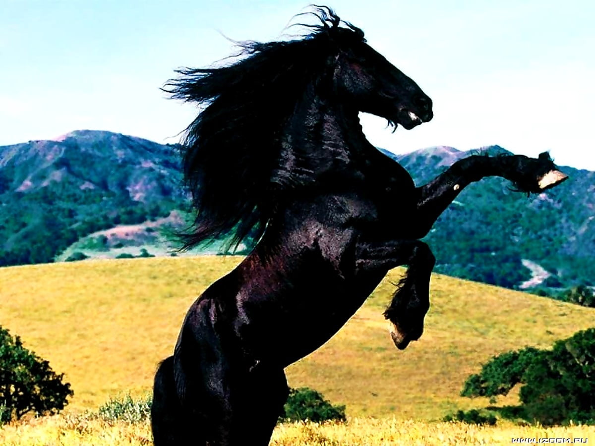 Pferd, Hengst, Mustangpferd Hintergrund 1440x900 | Beste freie Hintergründe