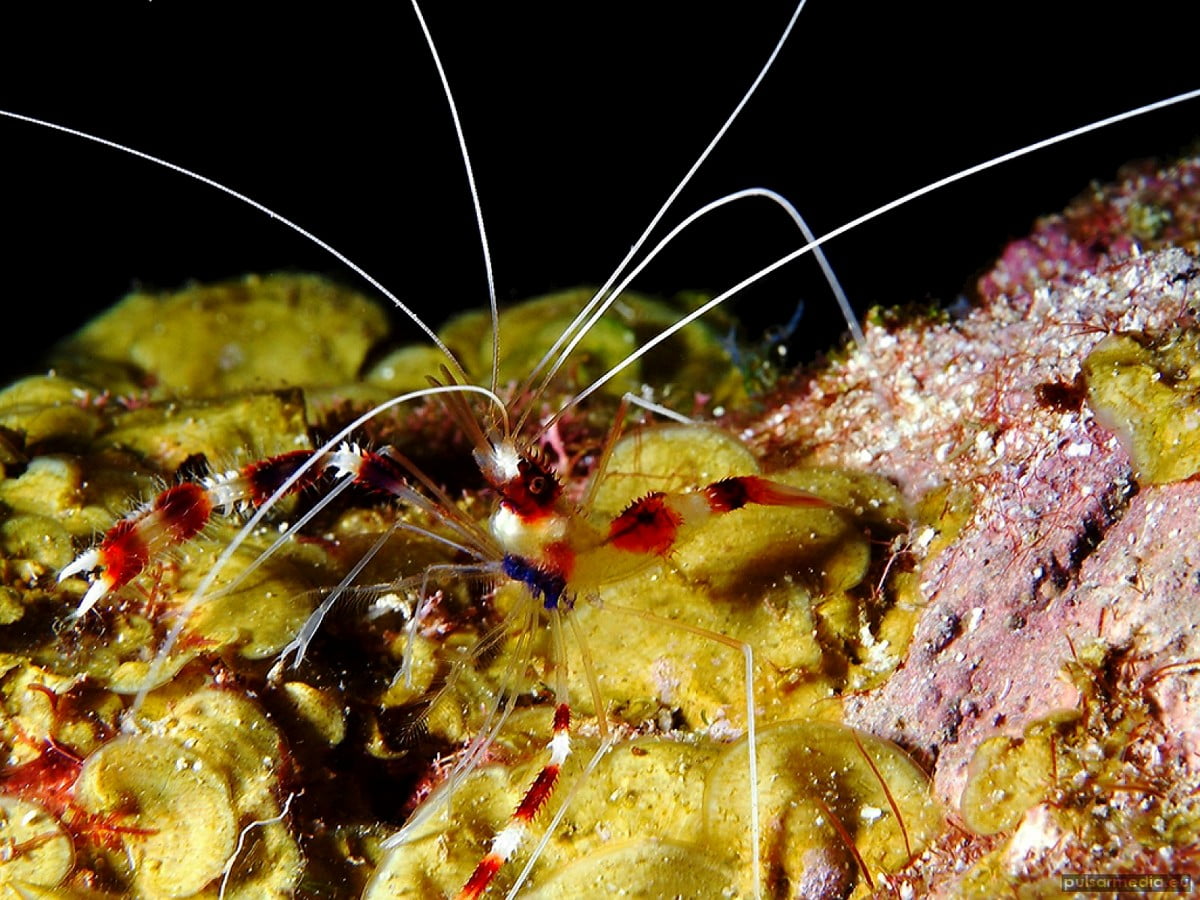 210+ Weichtiere Hintergrundbilder HD | Kostenlose Bilder