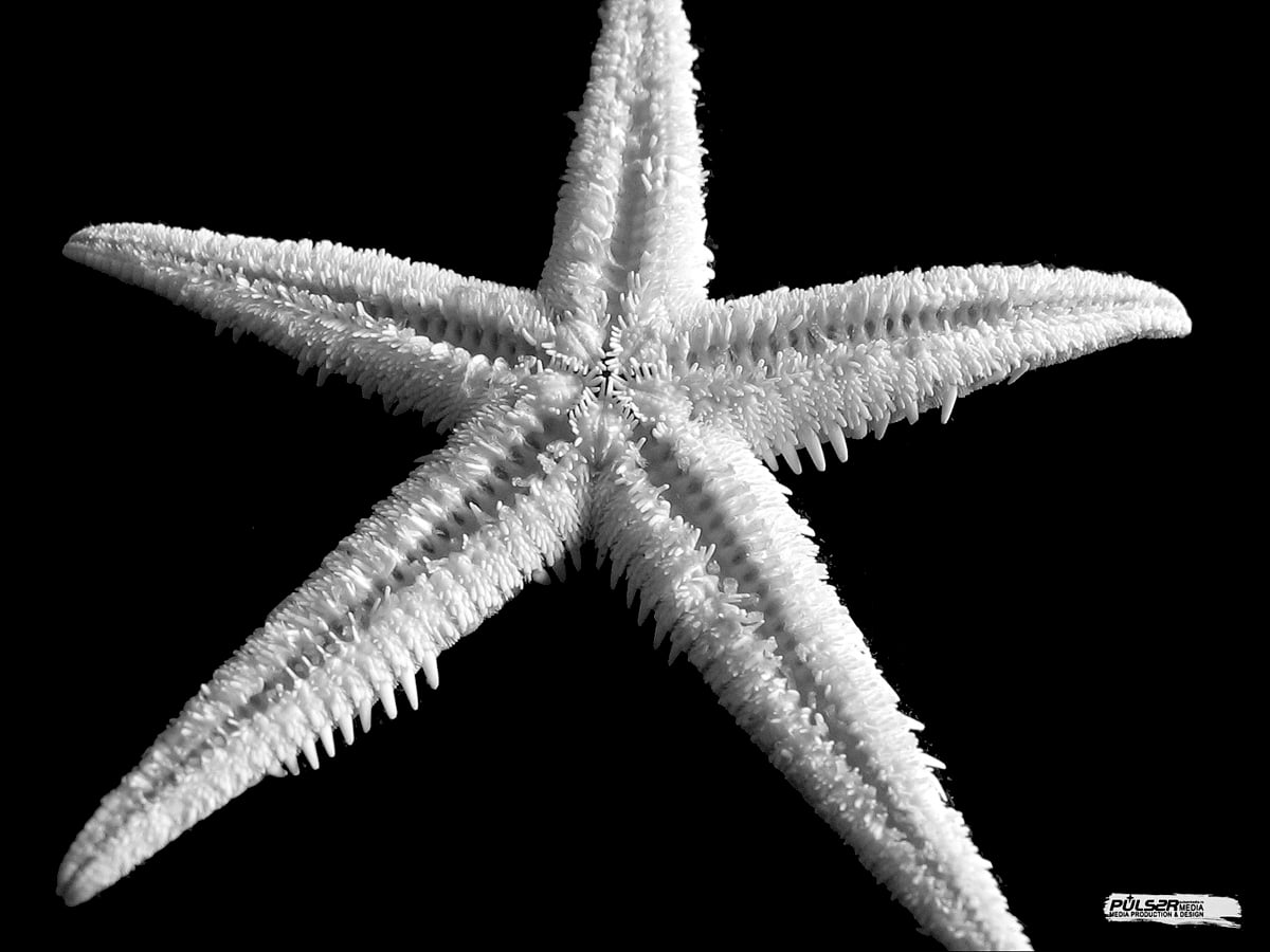 30+ Seestern Hintergrundbilder HD | Kostenlose Bilder