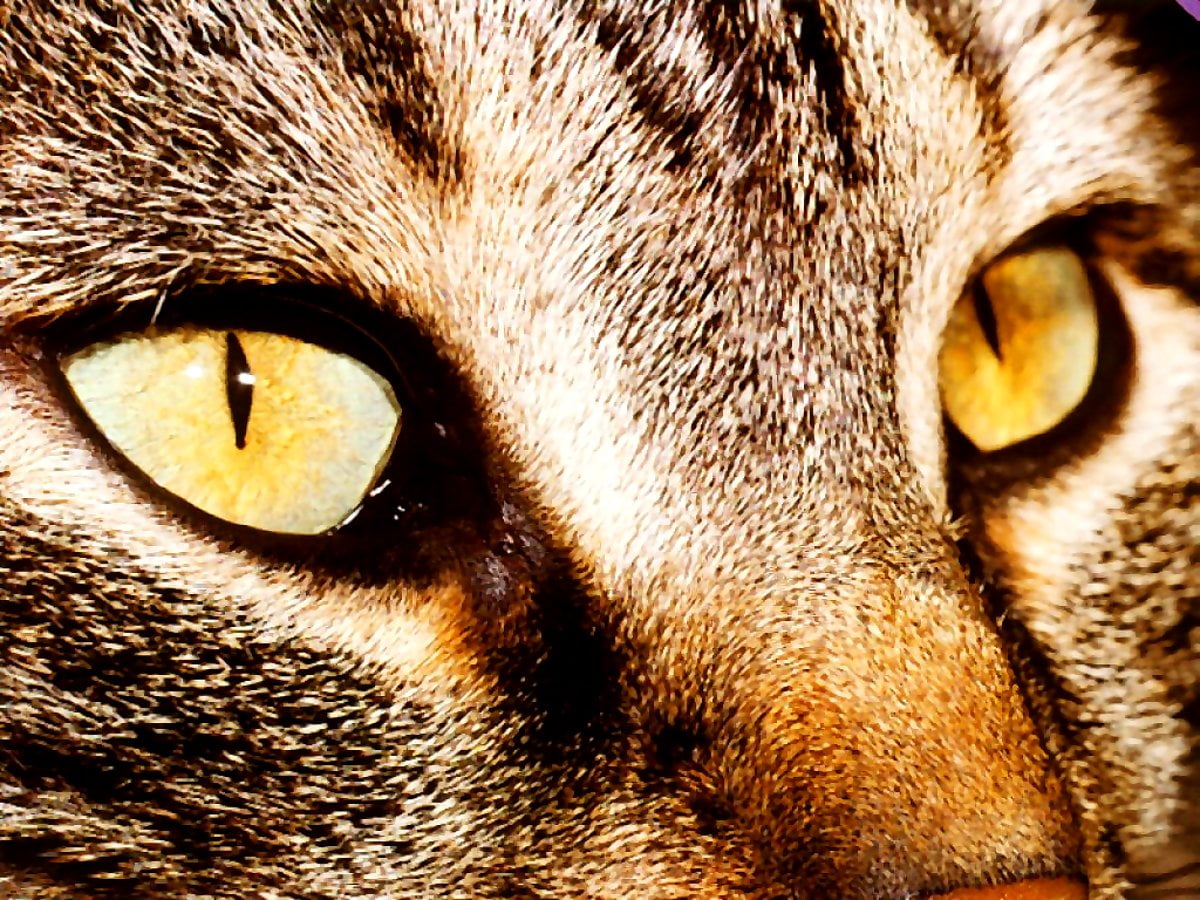 Foto Katzen, Tiere, Augen | Download beste freie Fotos