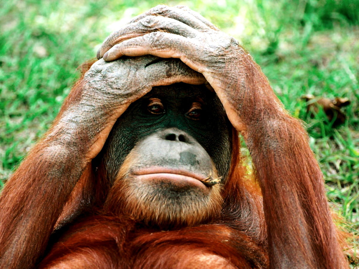 Hintergrundbild Tiere, Orang-Utan, Affe | Beste freie Wallpapers