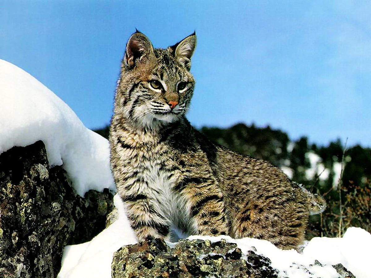 60+ Wilde Katze Hintergrundbilder handy | Kostenlose Bilder