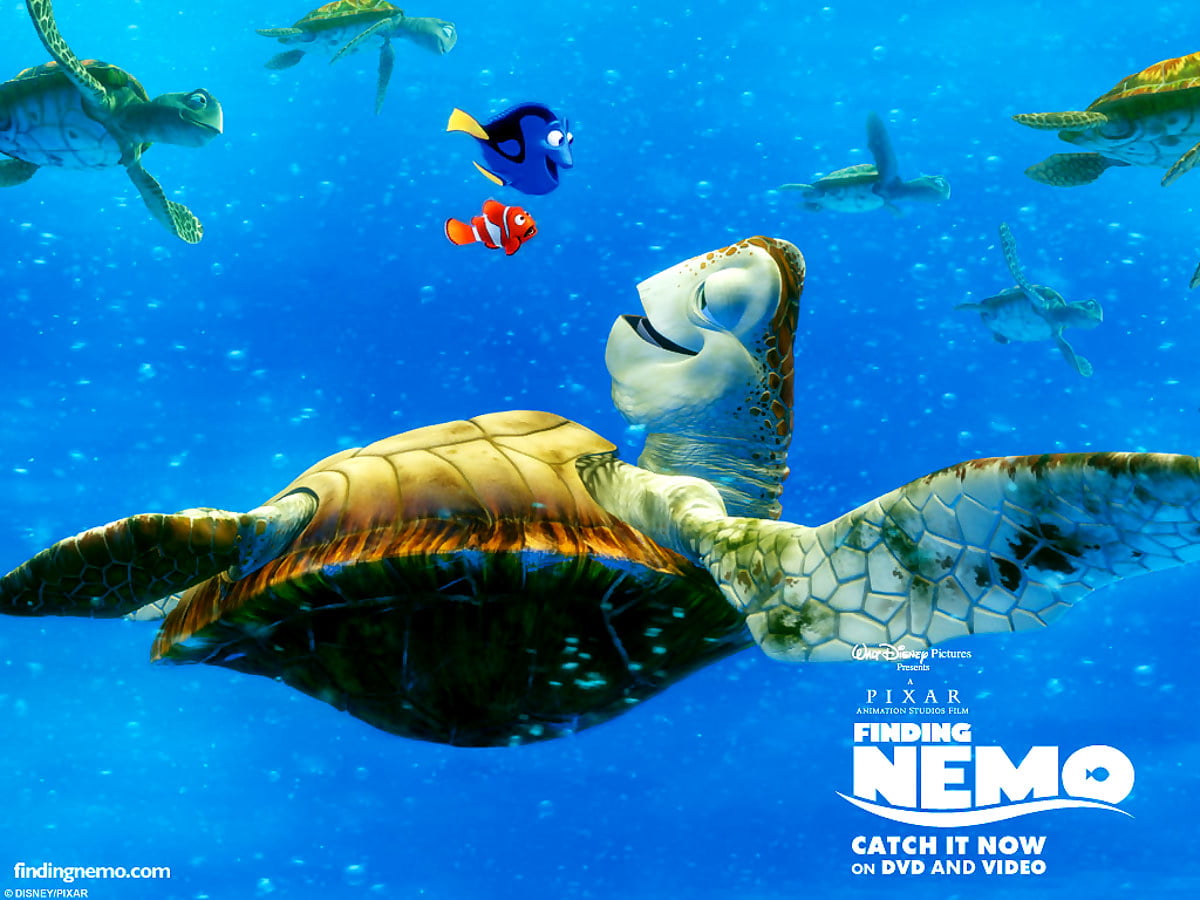 Zeeschildpad Cartoon Nemo Finding Nemo's Real Life Drug Reference