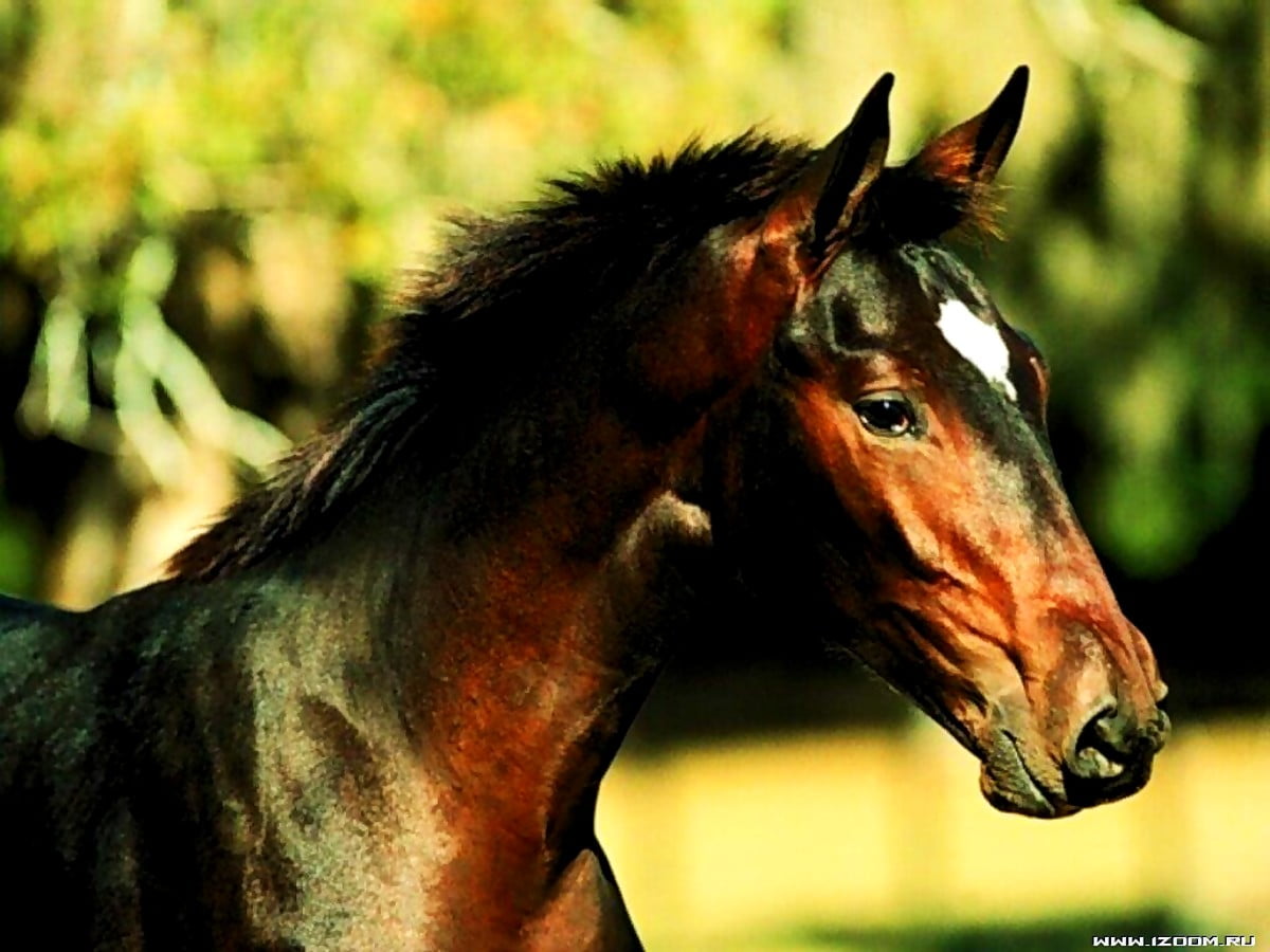200+ HD Wallpapers Pferd | Kostenlose Bilder