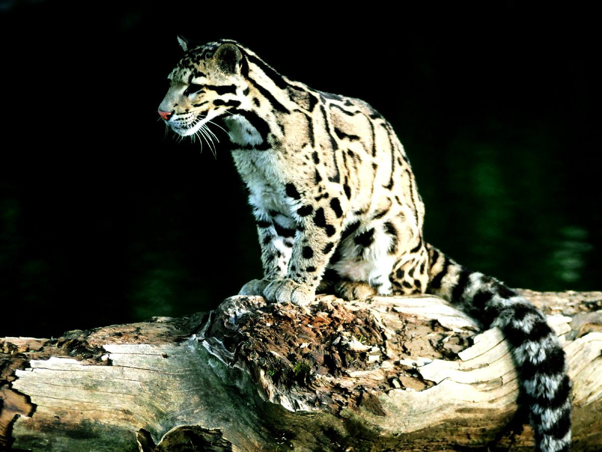 Foto Große Katzen, Tierwelt, Tiere | Download kostenlose Fotos