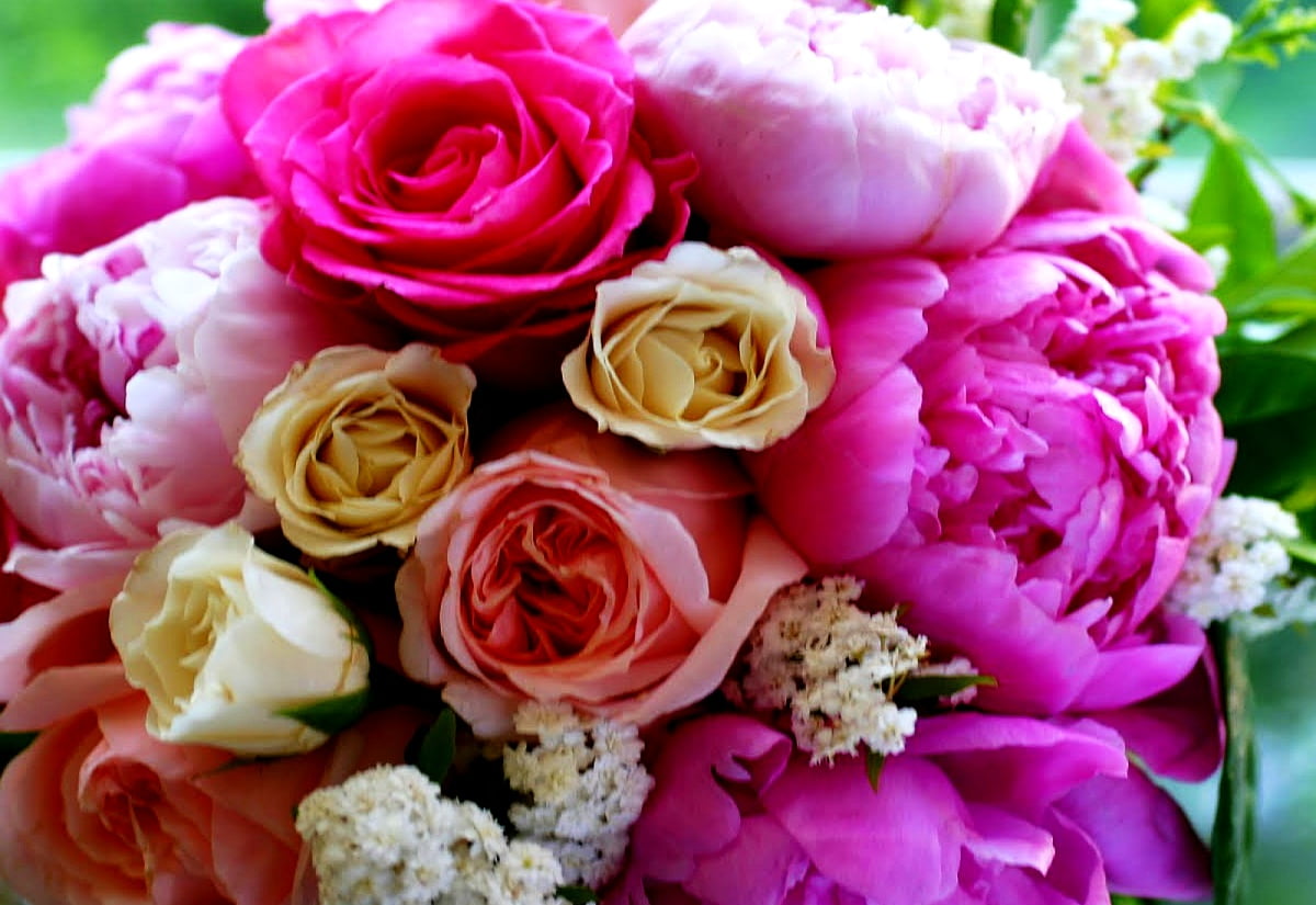 120+ Gartenrosen Hintergrundbilder HD | Kostenlose Bilder