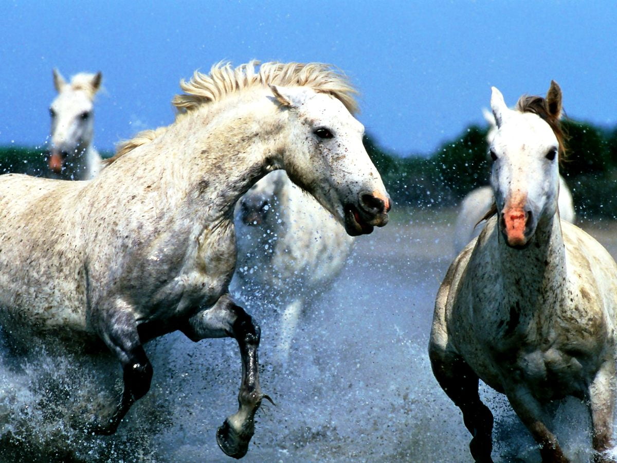 200+ Pferd Hintergrundbilder HD | Kostenlose Bilder