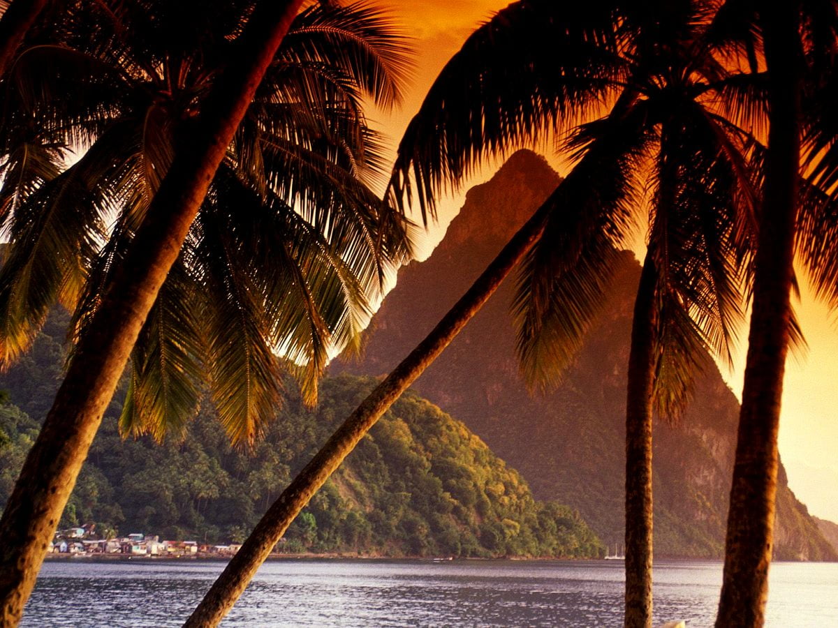 280+ Palme Hintergründe HD | Kostenlose Bilder