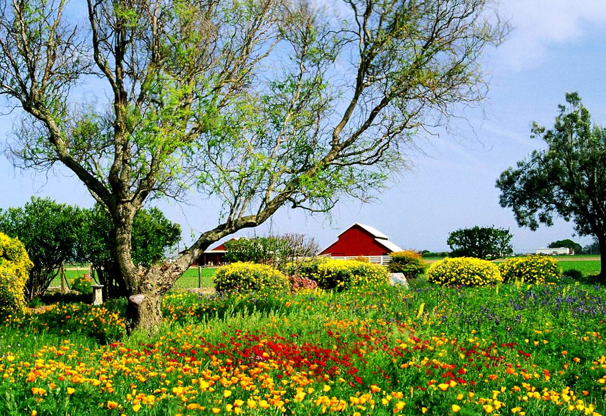 Cooles Natur, Wiese, Blumen Wallpaper | Kostenlose TOP Wallpapers
