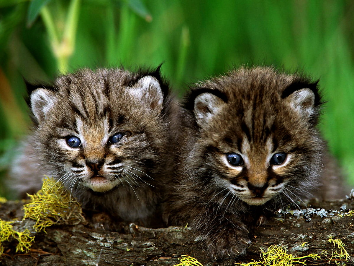 60+ Wilde Katze Hintergrundbilder HD | Kostenlose Bilder