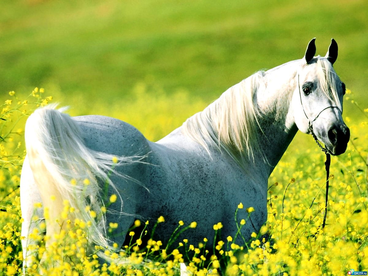 200+ Pferd Hintergrundbilder HD | Kostenlose Bilder