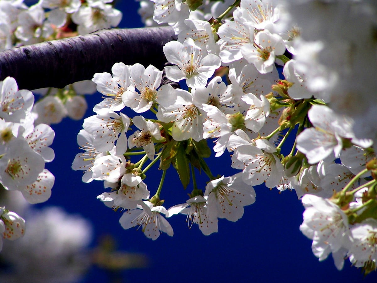 Wilde gelbe Pflaume Hintergrundbilder HD | Kostenlose Bilder