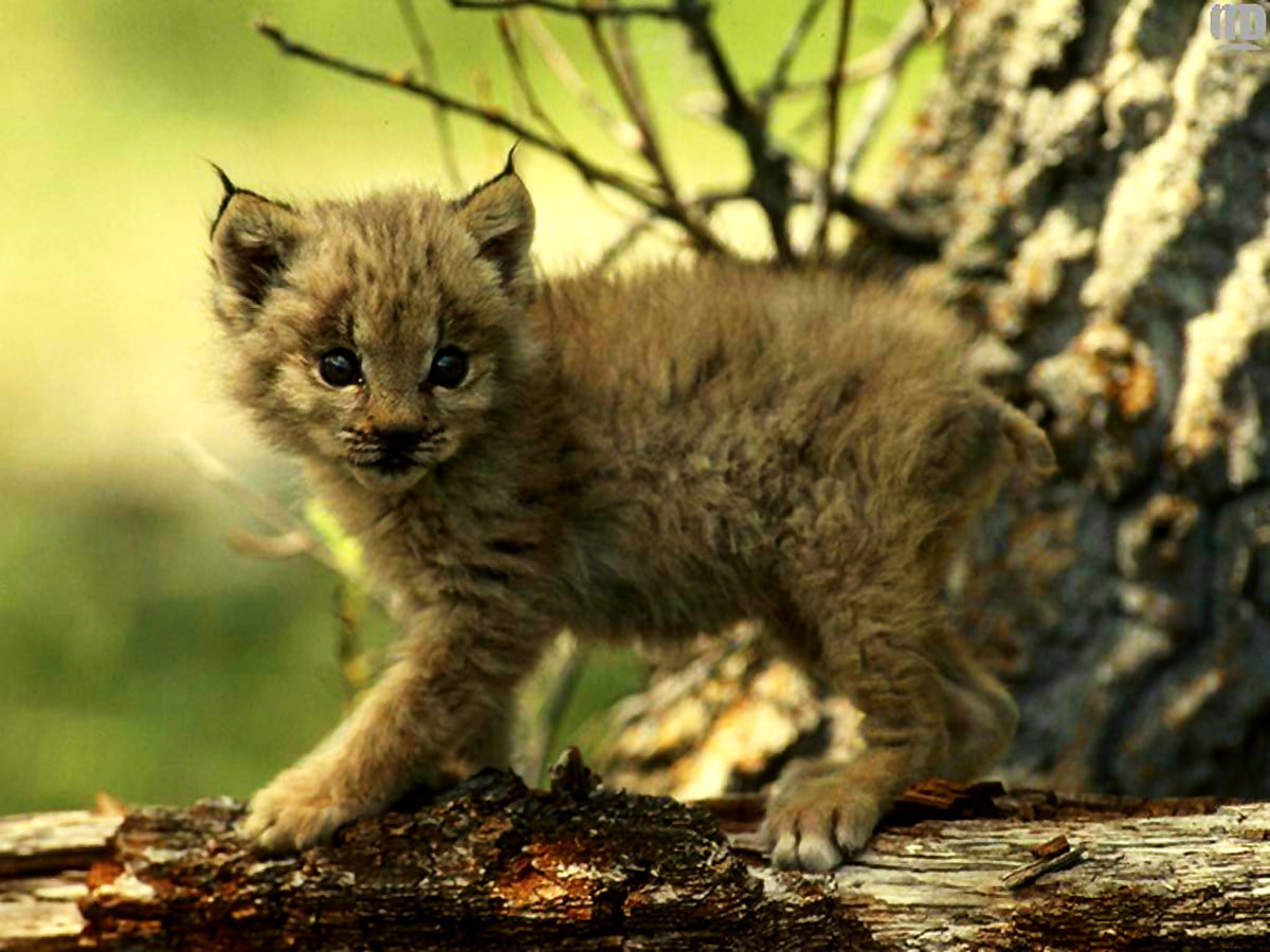 60+ Wilde Katze Hintergrundbilder HD | Kostenlose Bilder