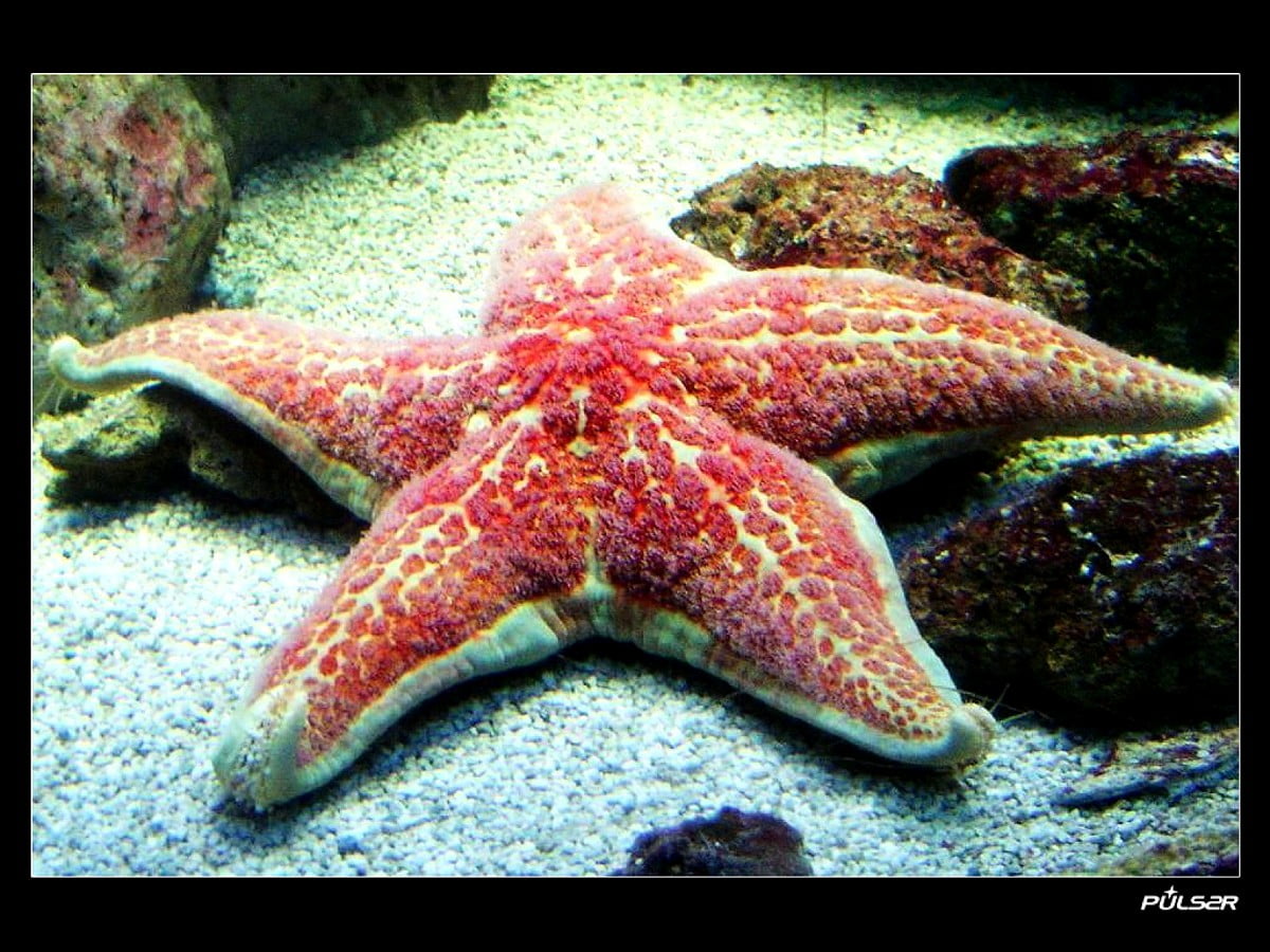 30+ Seestern Hintergrundbilder HD | Kostenlose Bilder