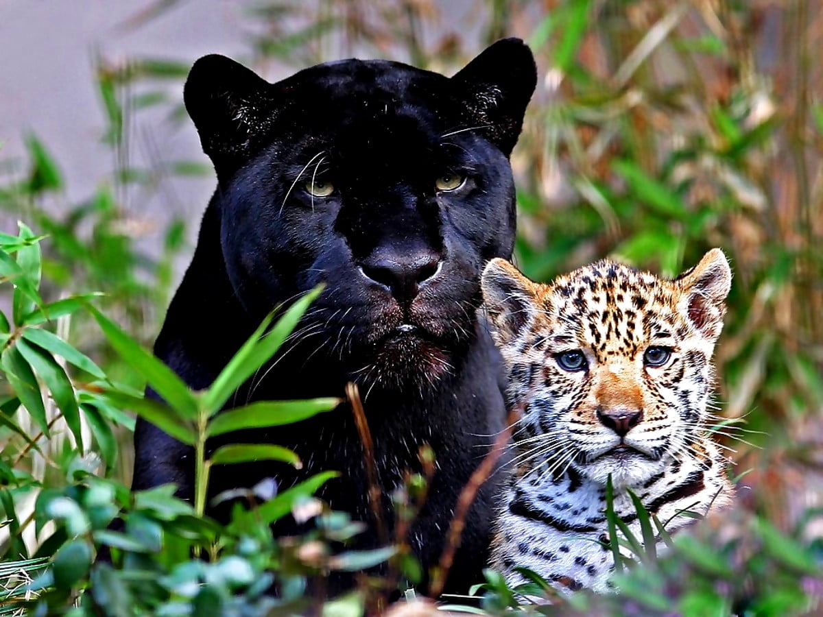 Tierwelt